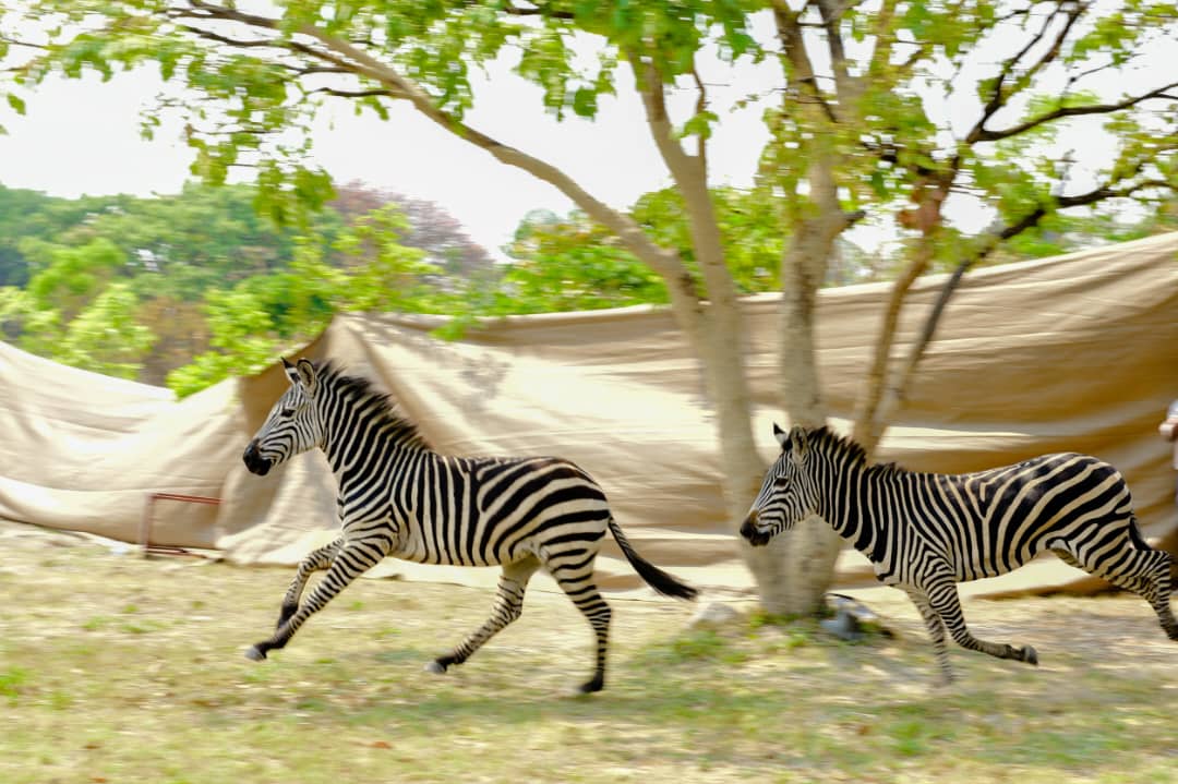The Copperbelt University Receives Wildlife Animals from Kansanshi ...